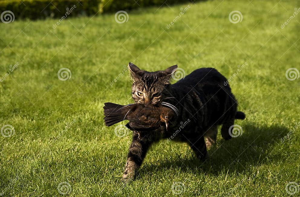 Cat catches a bird stock image. Image of bird, meal, dead - 10500083