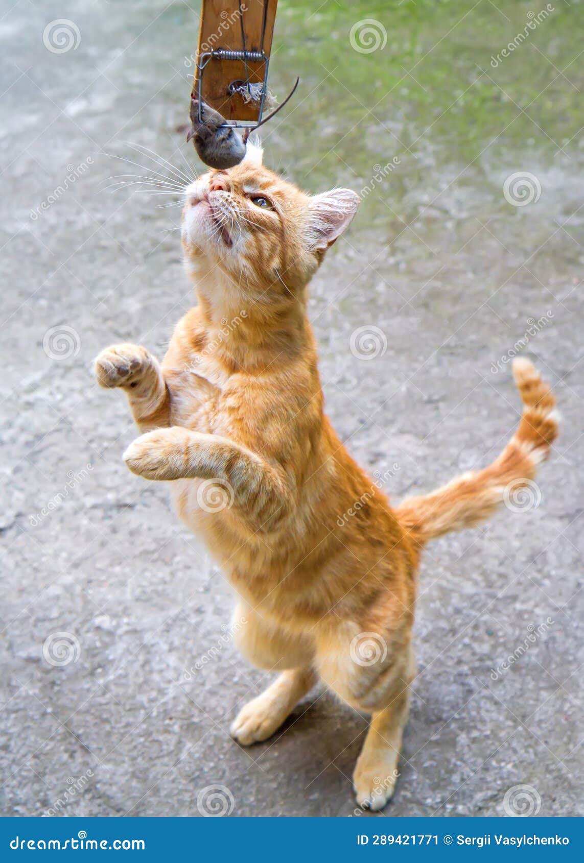 The Cat Catches the Mouse. Mouse in a Mousetrap Stock Image - Image of ...