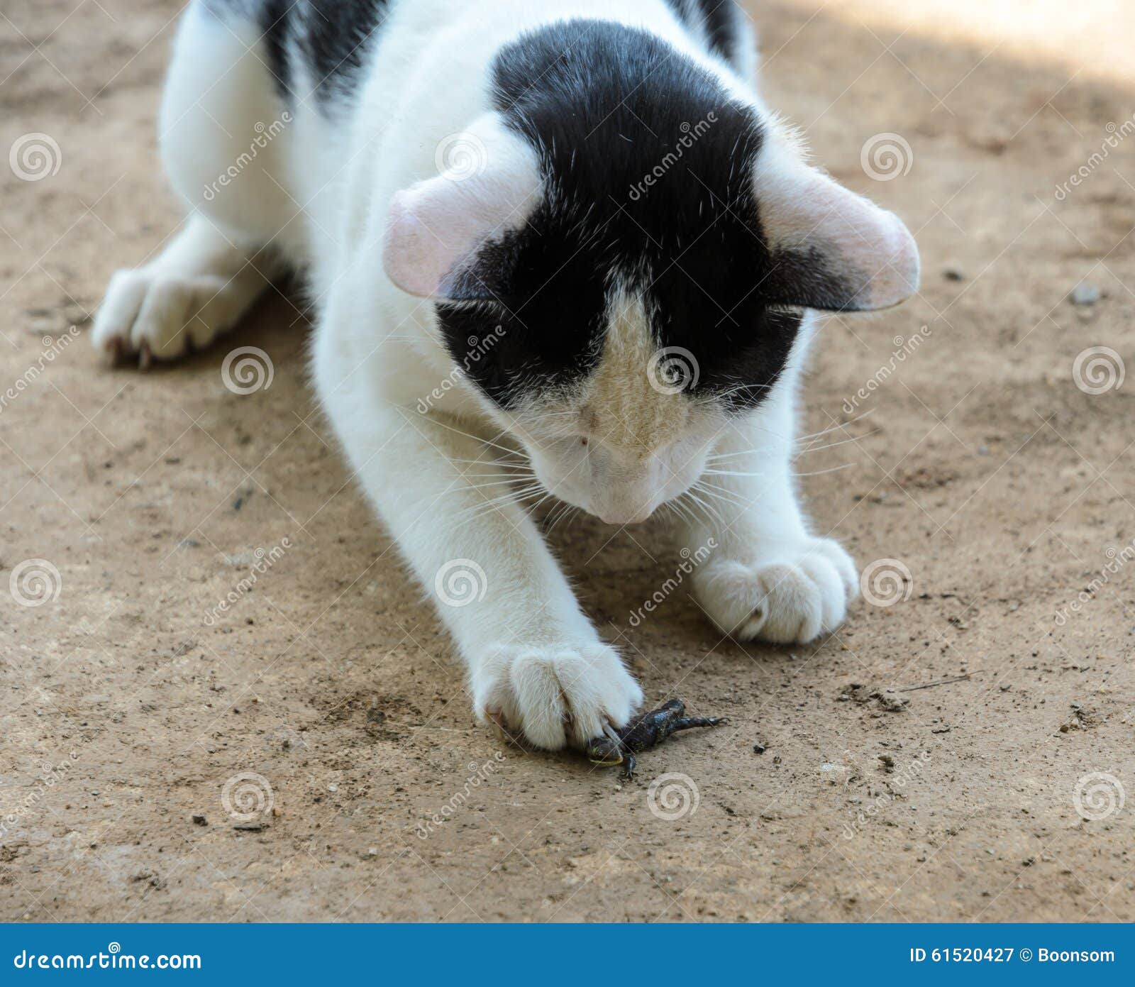 Cat Catching Ground Stock Photos - Free & Royalty-Free Stock Photos ...