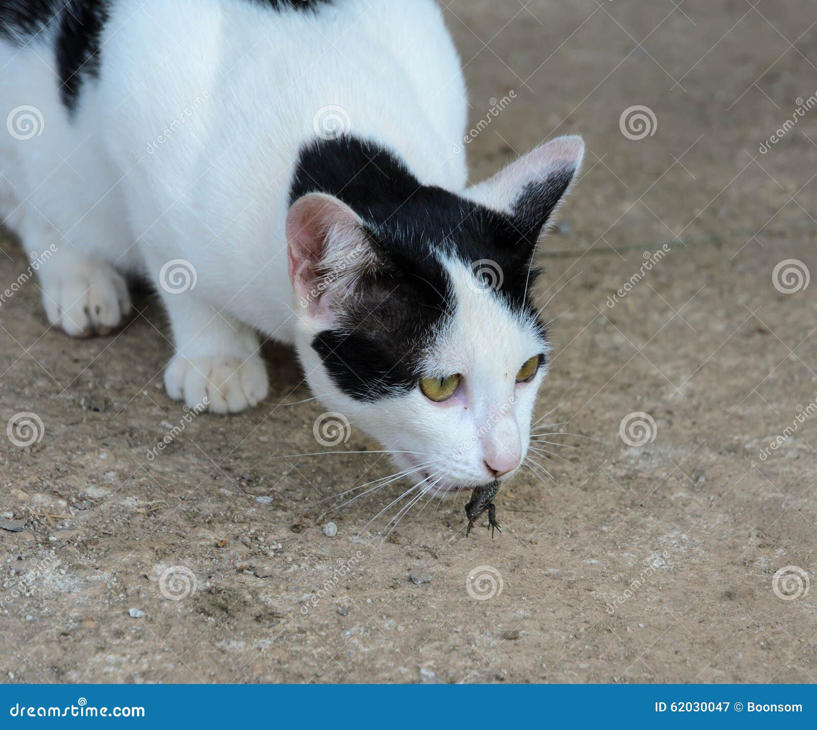 Cat Catching Lizard on Ground Stock Image - Image of reptile, eyes ...