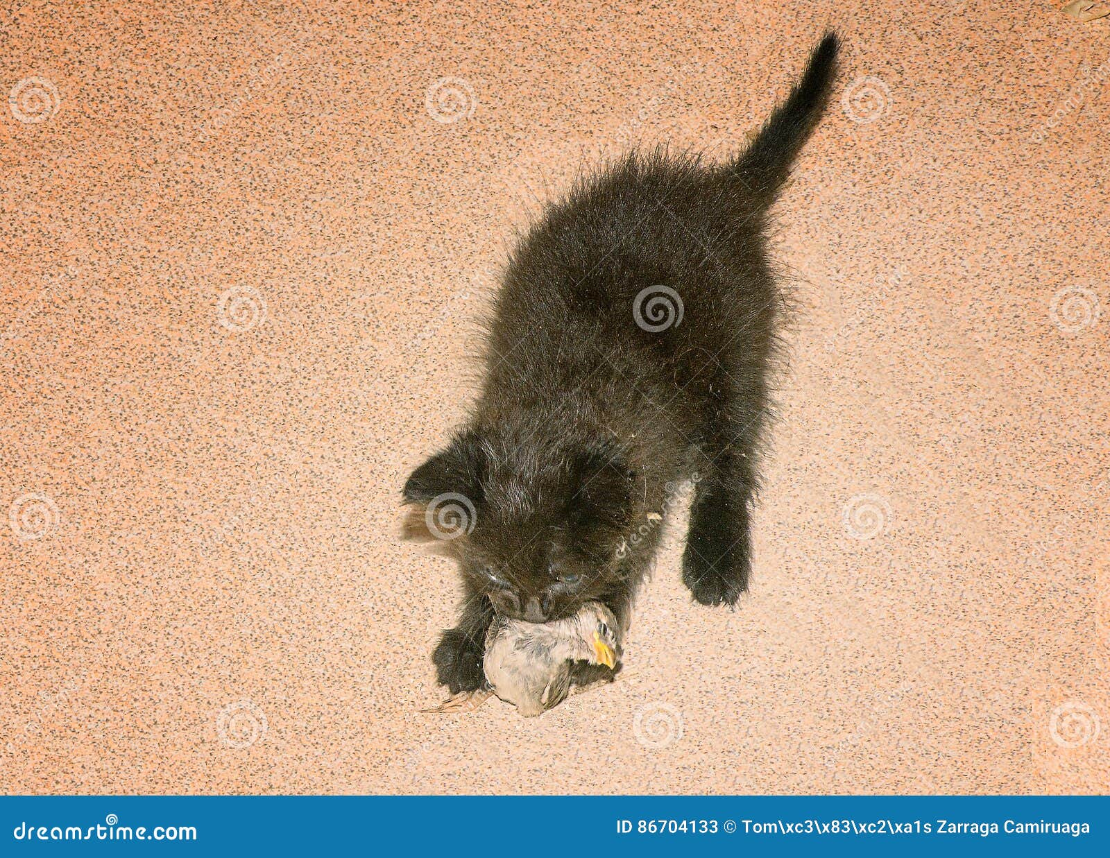 Cat chasing a bird stock image. Image of feline, ltttle - 86704133