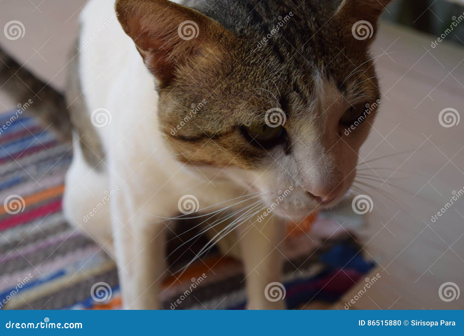 Cat stock photo. Image of sleeping, energy, animals, conserve - 86515880