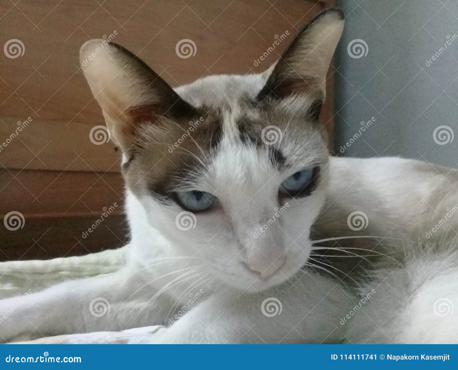 Cat cat stock image. Image of cats, looking, eyes, uninterested - 114111741