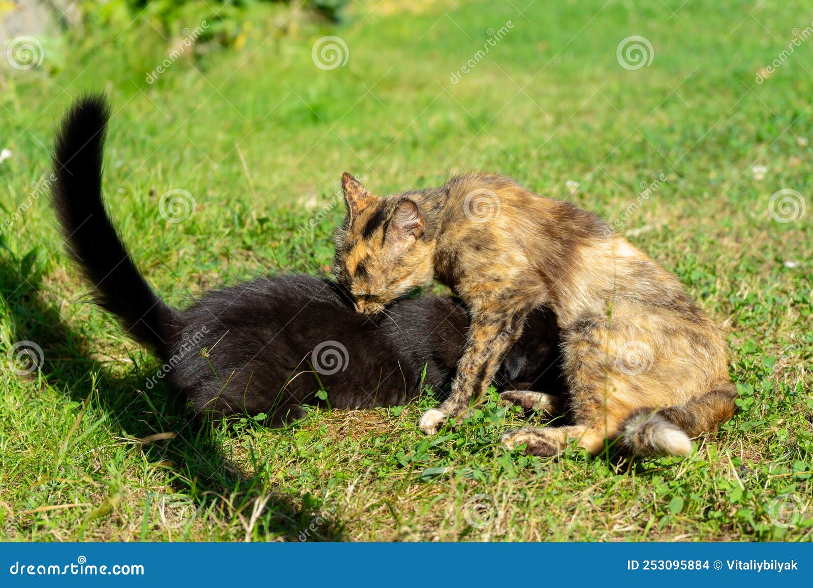 Cat with Catty in the Grass Stock Photo - Image of closeup, background ...