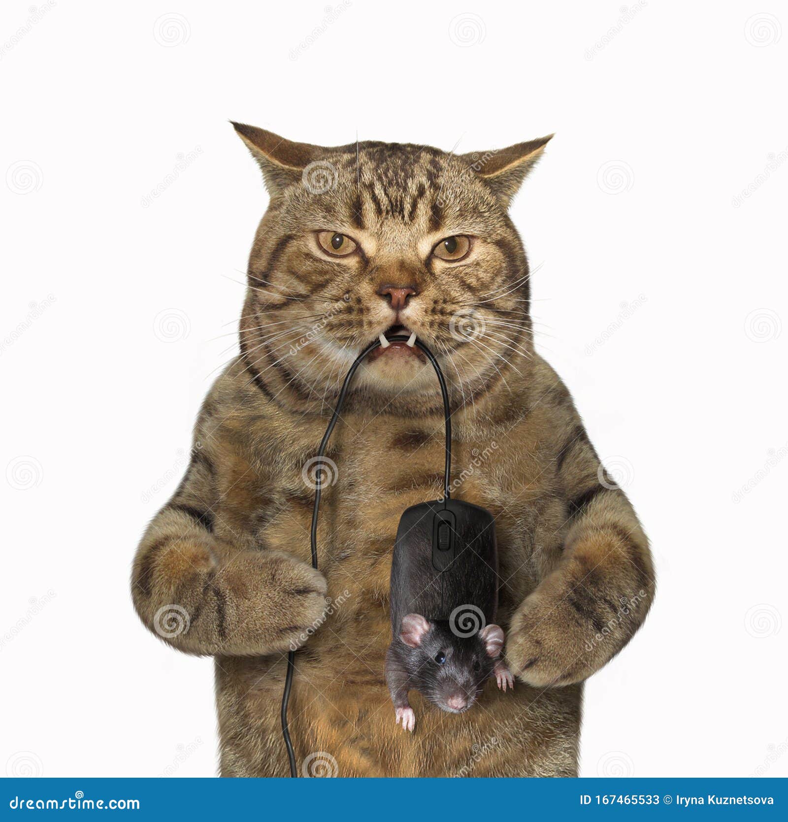 Cat caught computer mouse stock image. Image of office - 167465533