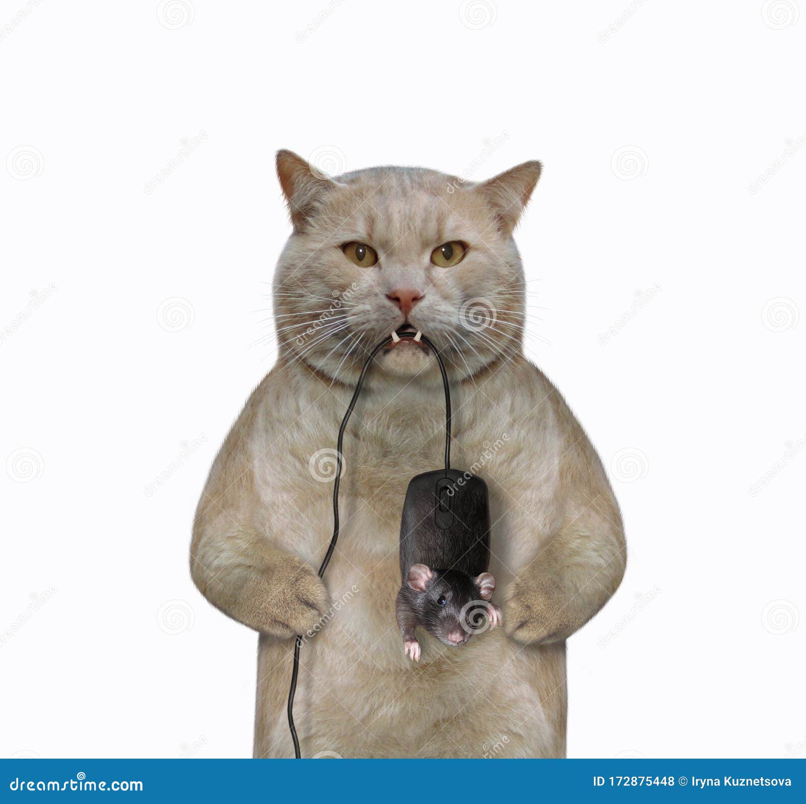 Cat Caught Computer Mouse 3 Stock Photo - Image of prey, fang: 172875448
