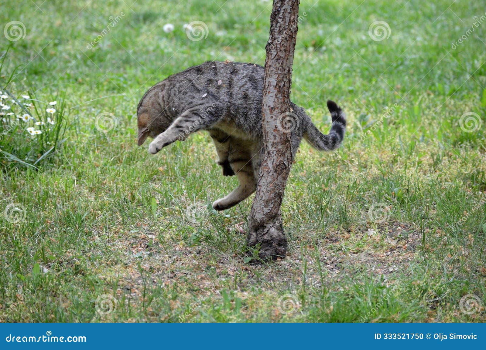 Cat Caught the Frog and is Playing with it Stock Photo - Image of grass ...