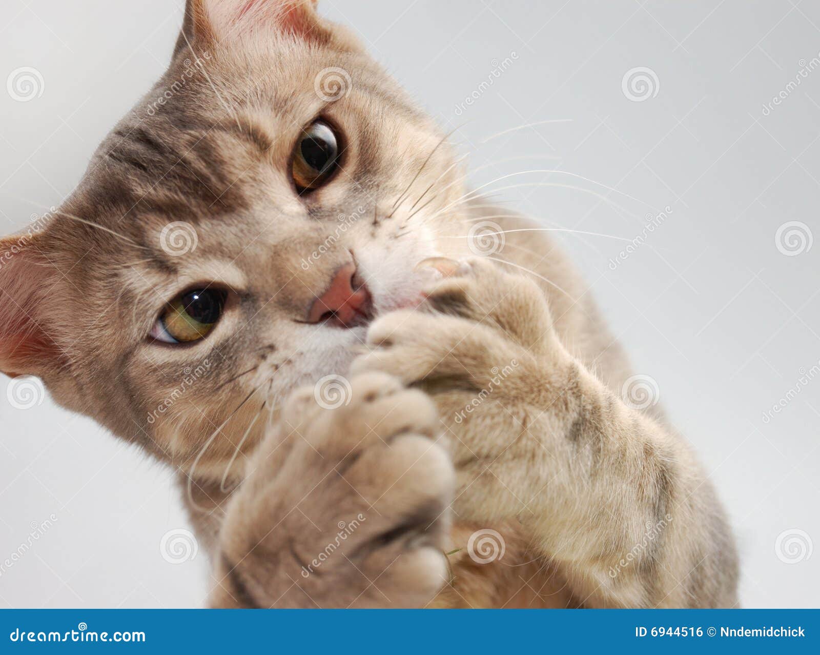 Cat caught his victim stock photo. Image of purr, care - 6944516