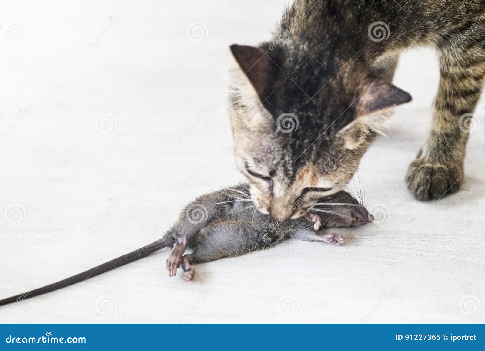 Cat Caught a Mice stock image. Image of catches, life - 91227365 Cat Caught a Mice stock image. Image of catches, life - 91227365
