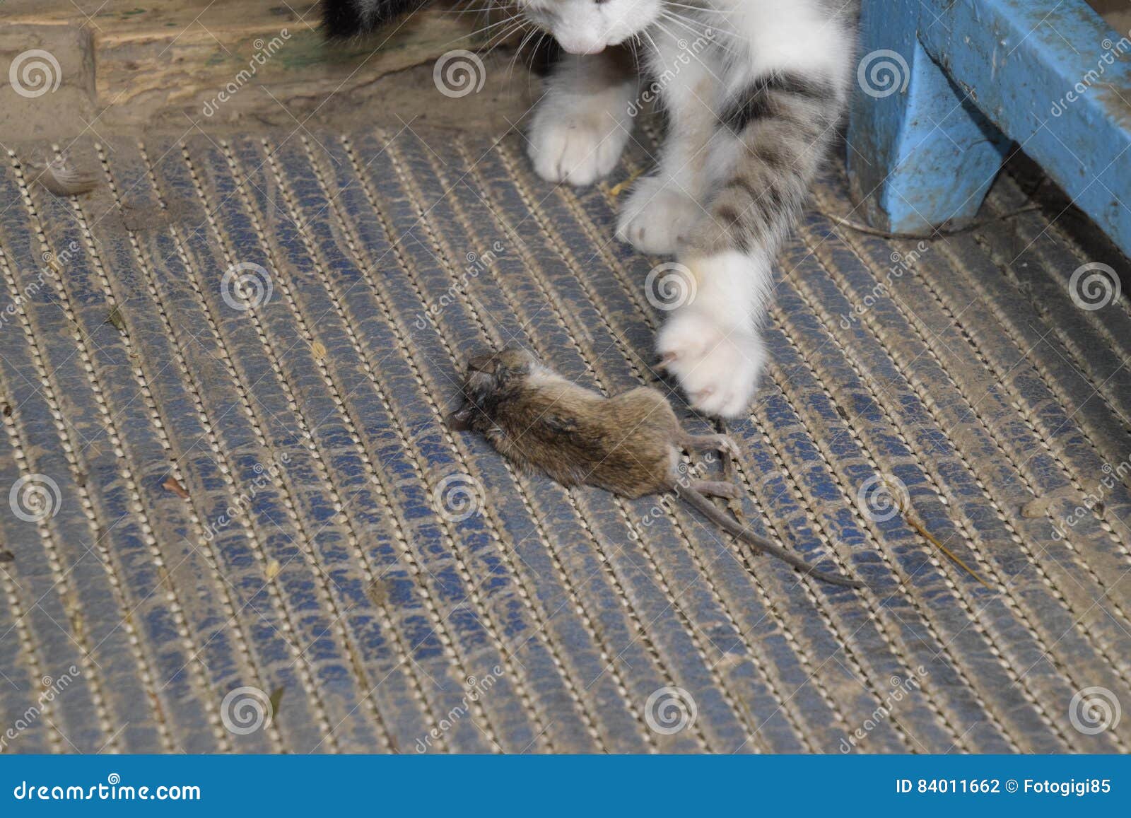 The Cat Caught the Mouse. the Cat Eats the Caught Mouse Stock Photo ... The Cat Caught the Mouse. the Cat Eats the Caught Mouse Stock Photo ...
