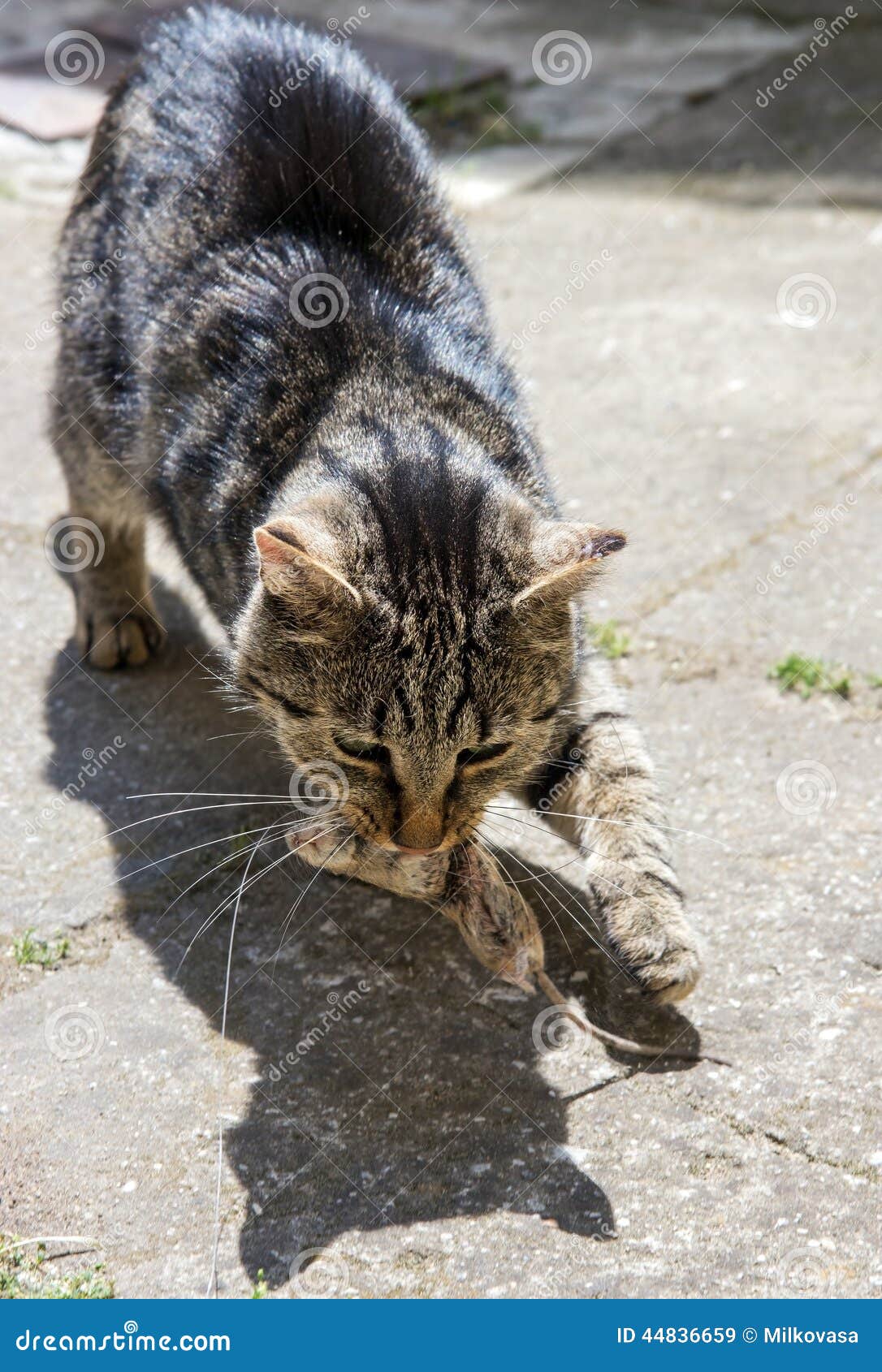 Cat caught the mouse stock image. Image of attack, dead - 44836659 Cat caught the mouse stock image. Image of attack, dead - 44836659