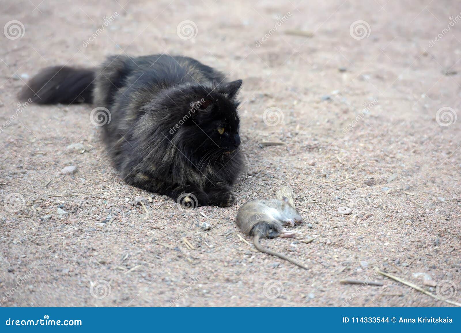 A cat caught a rat, stock photo. Image of mammal, mouse - 114333544