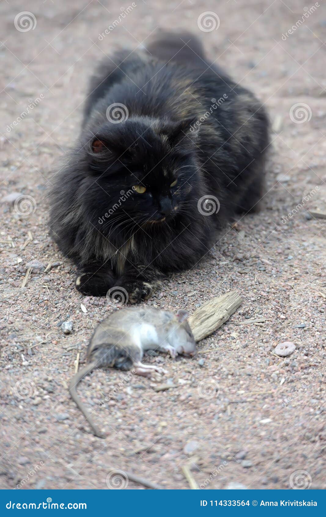 A cat caught a rat, stock photo. Image of furry, grass - 114333564 A cat caught a rat, stock photo. Image of furry, grass - 114333564