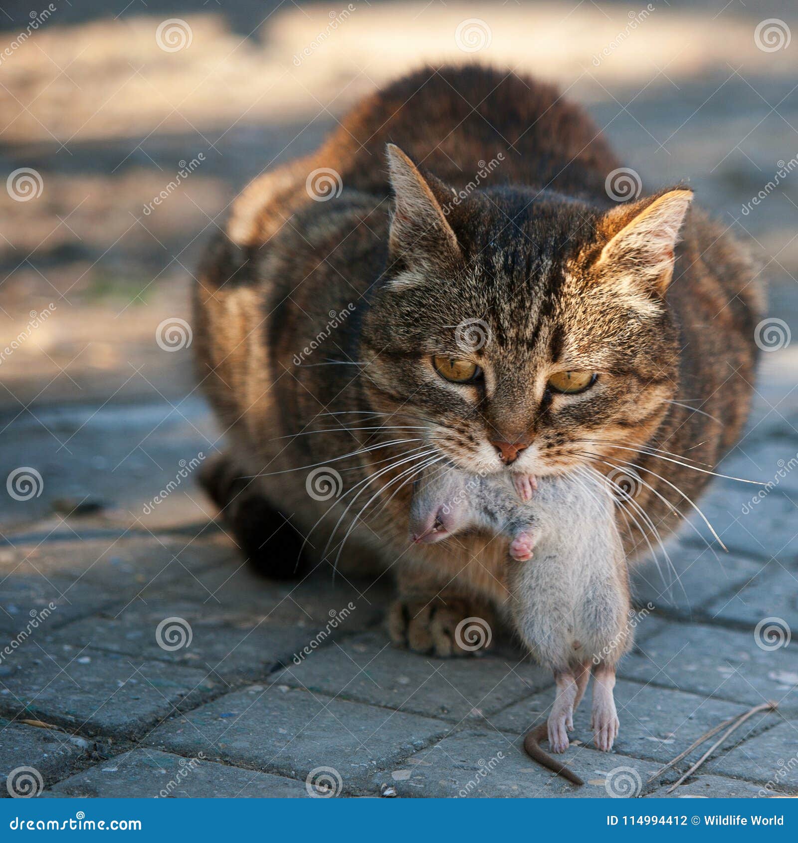 Cat Caught a Rat and Holds it in His Mouth Stock Photo - Image of ... Cat Caught a Rat and Holds it in His Mouth Stock Photo - Image of ...
