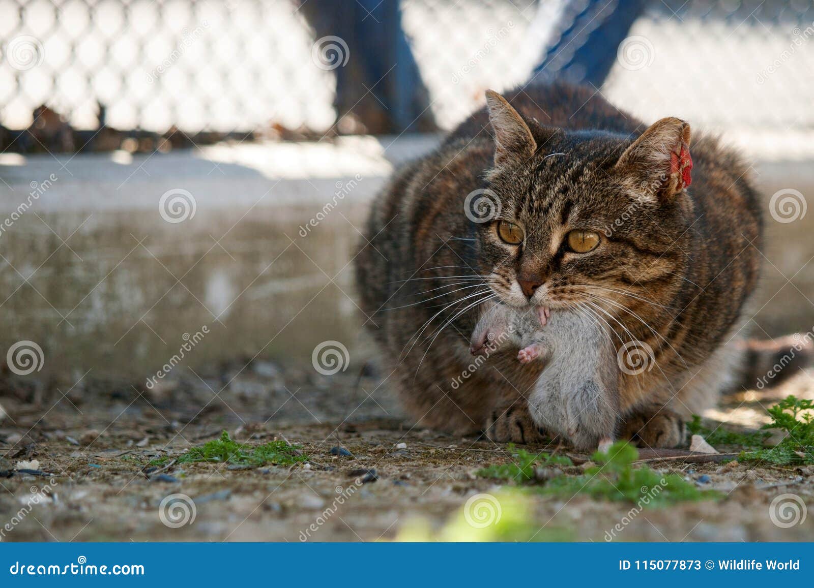 Cat Caught a Rat and Holds it in His Mouth Stock Image - Image of ... Cat Caught a Rat and Holds it in His Mouth Stock Image - Image of ...