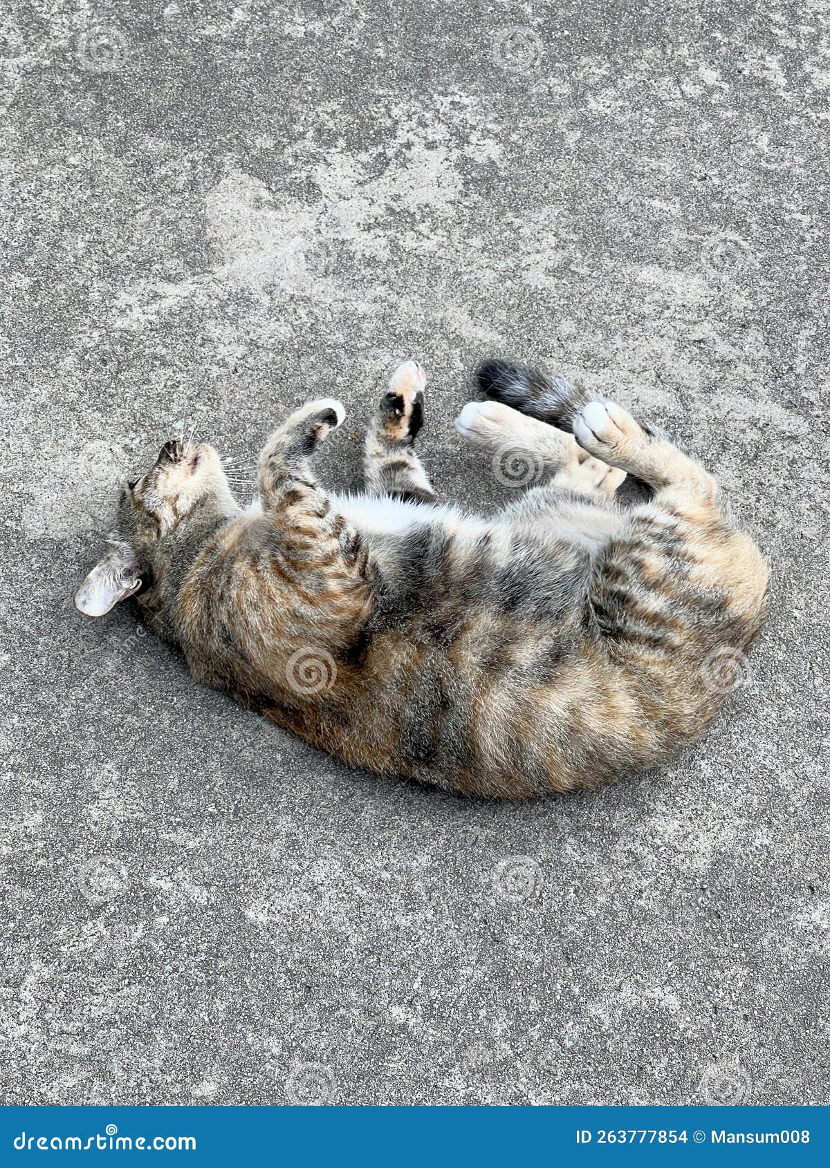 Cat on cement floor stock photo. Image of duck, animal - 263777854