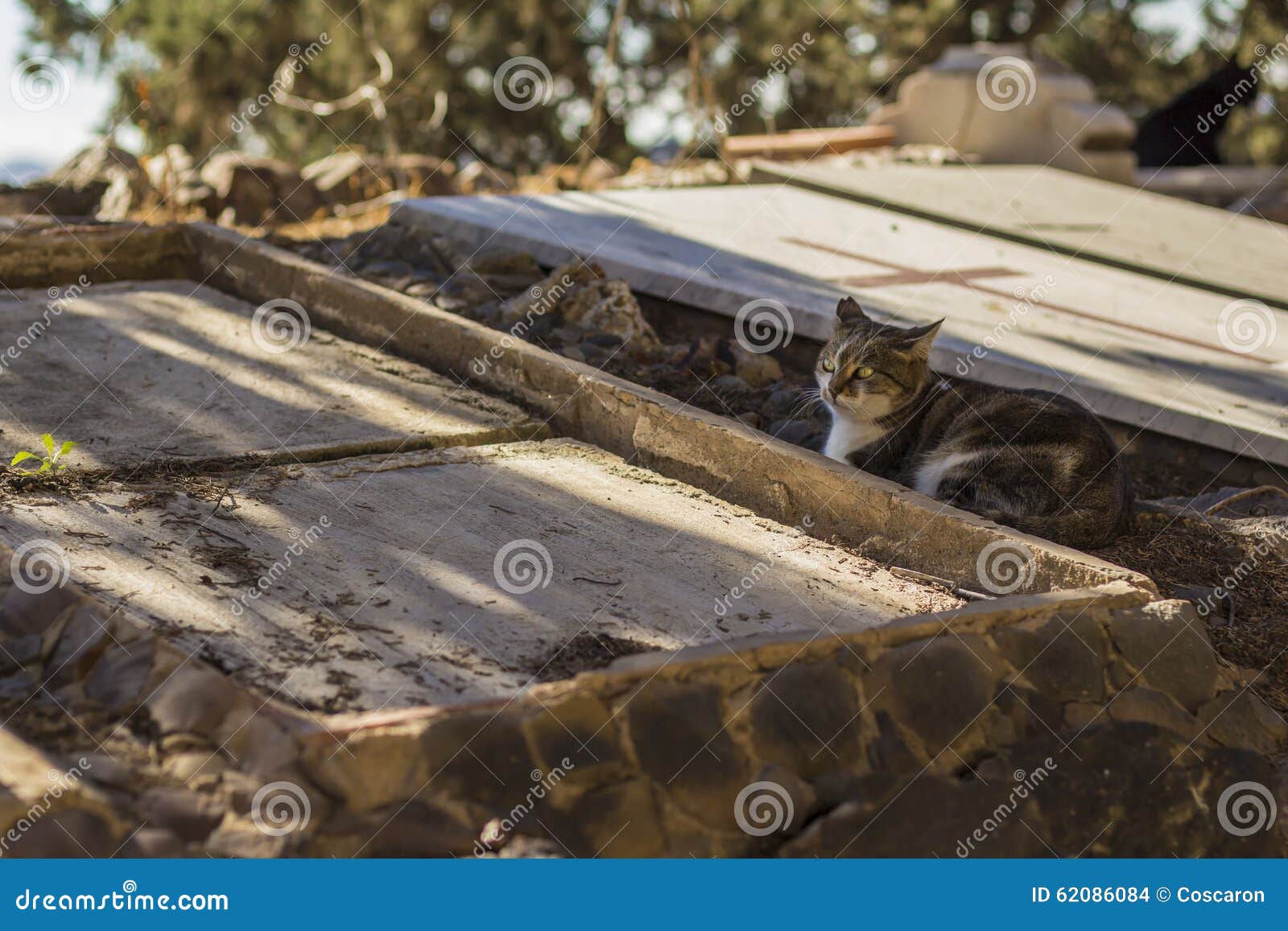 Cat in cemetery stock photo. Image of length, behavior - 62086084