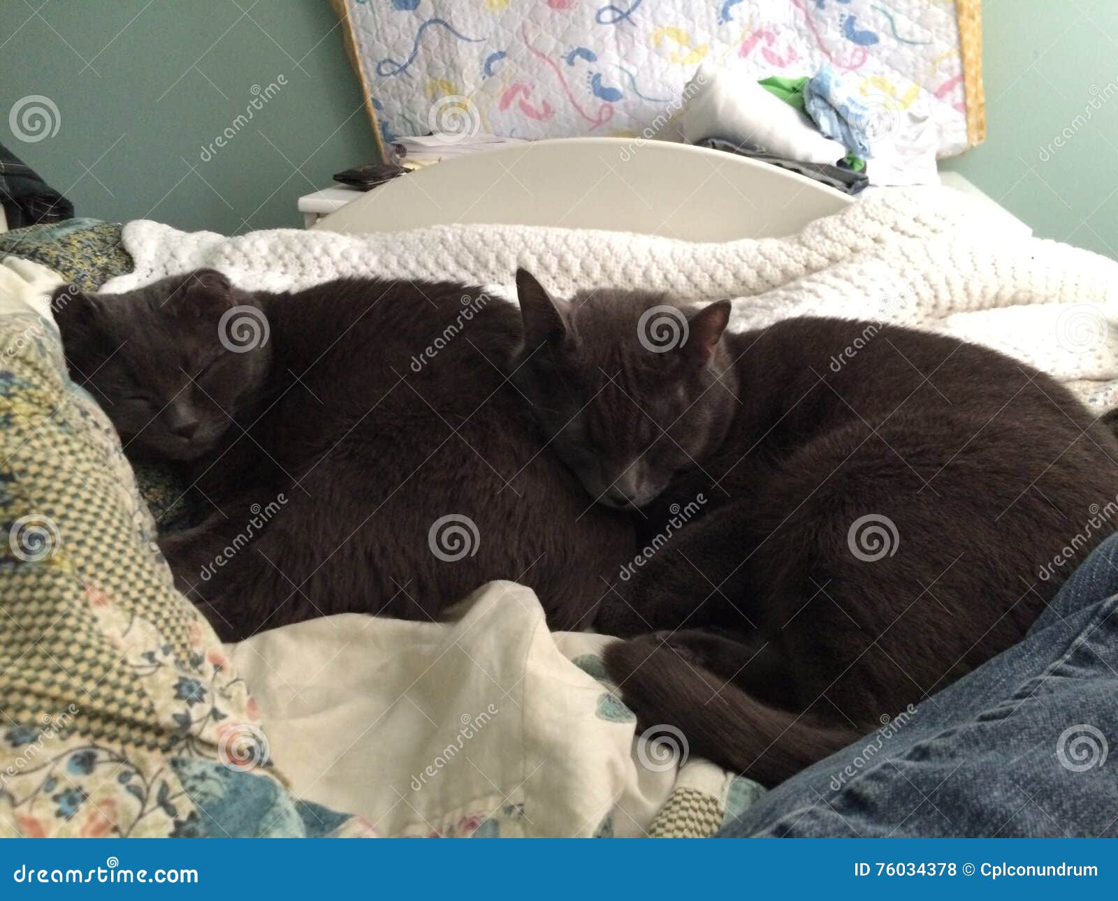 Cat centipede stock photo. Image of centipede, cats, cute - 76034378