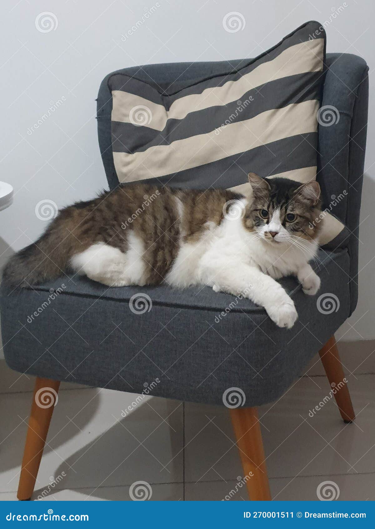 Cat on the chair stock image. Image of furniture, nose - 270001511