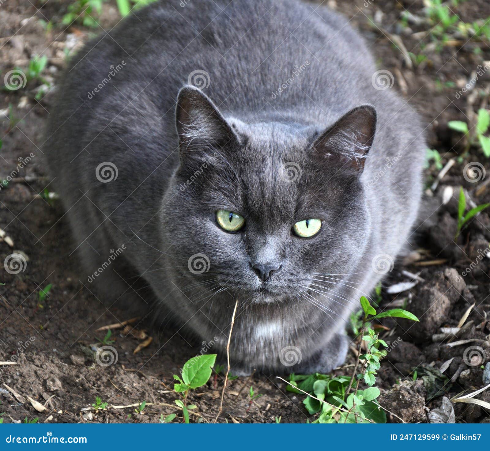 Cat of the Chartreuse Breed or a Cartesian Cat Stock Image - Image of ...