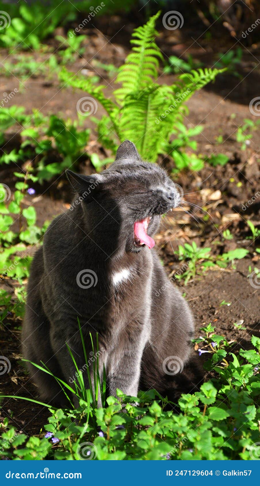Cat Of The Chartreuse Breed Or A Cartesian Cat Stock Photo ...