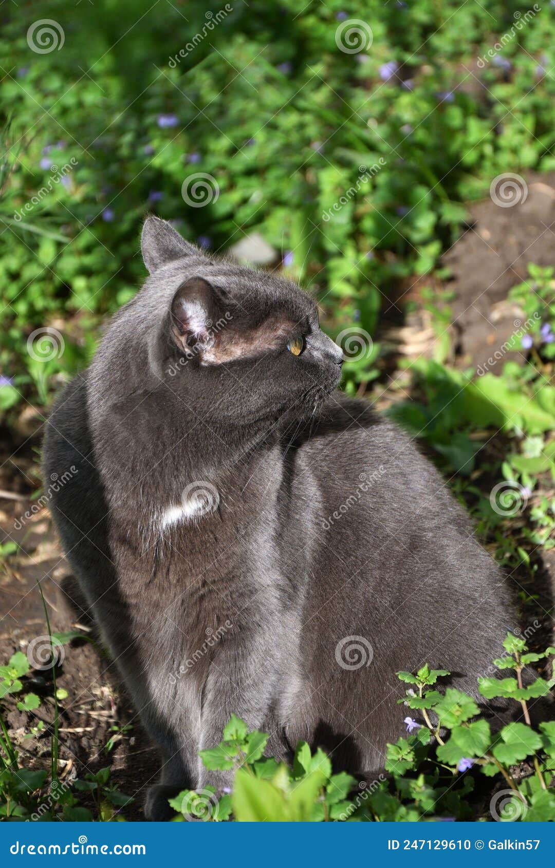 Cat Of The Chartreuse Breed Or A Cartesian Cat Stock Photo ...