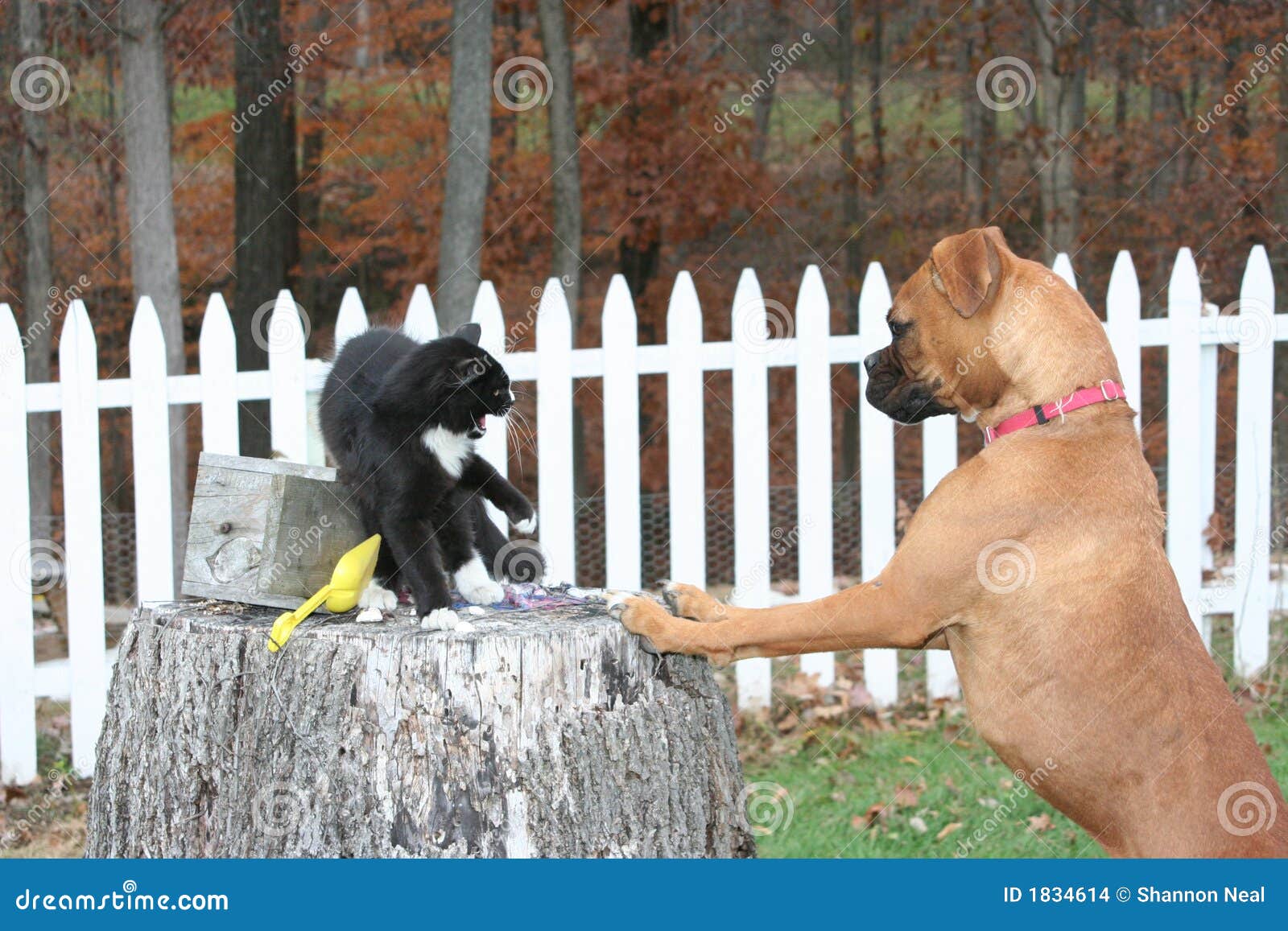Screaming Dog Chases Cat