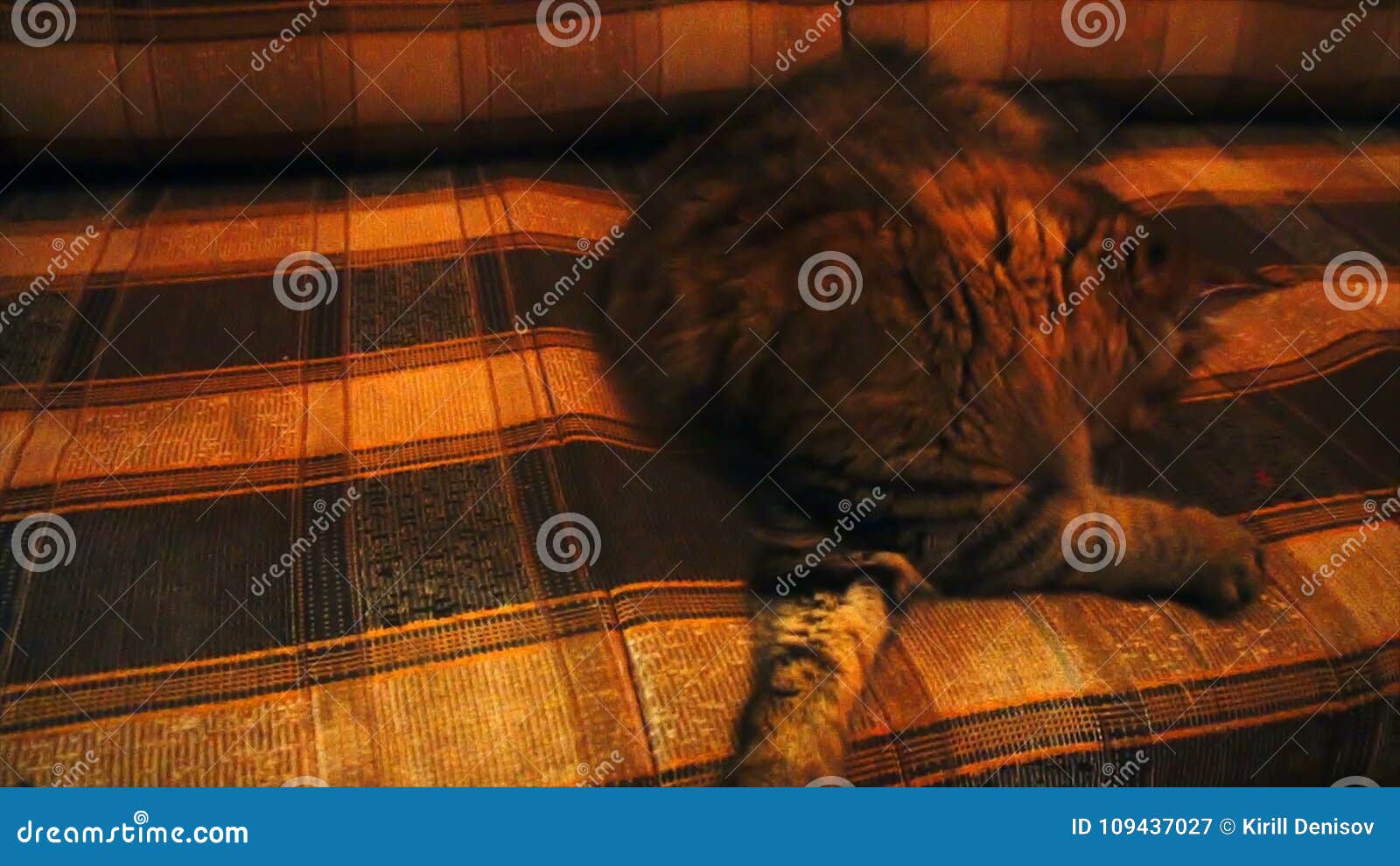 Cat Chasing Laser Pointer Towards Camera. Slowmo Stock Video - Video of ...