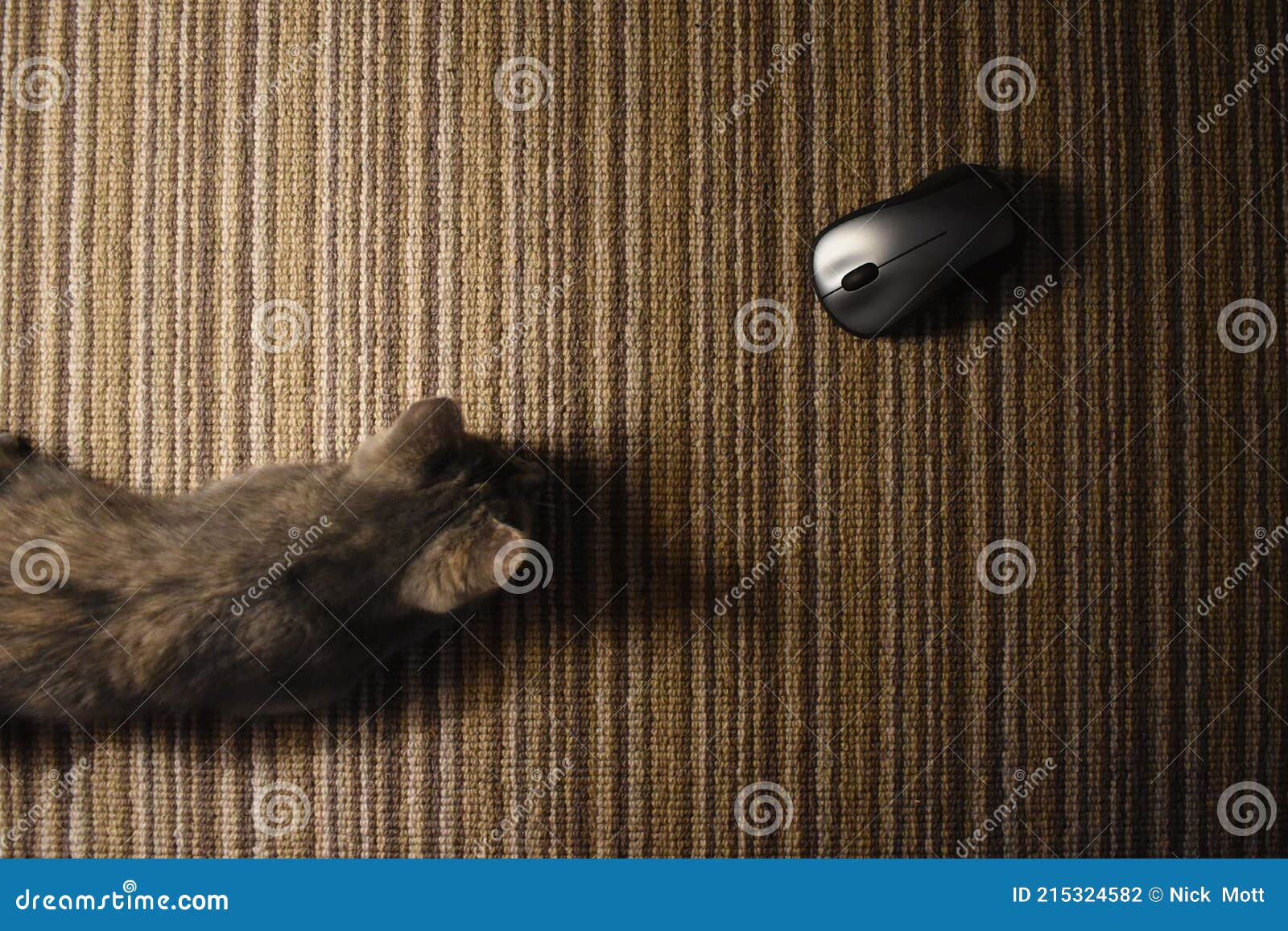 Cat chasing a mouse stock photo. Image of chasing, mouse - 215324582