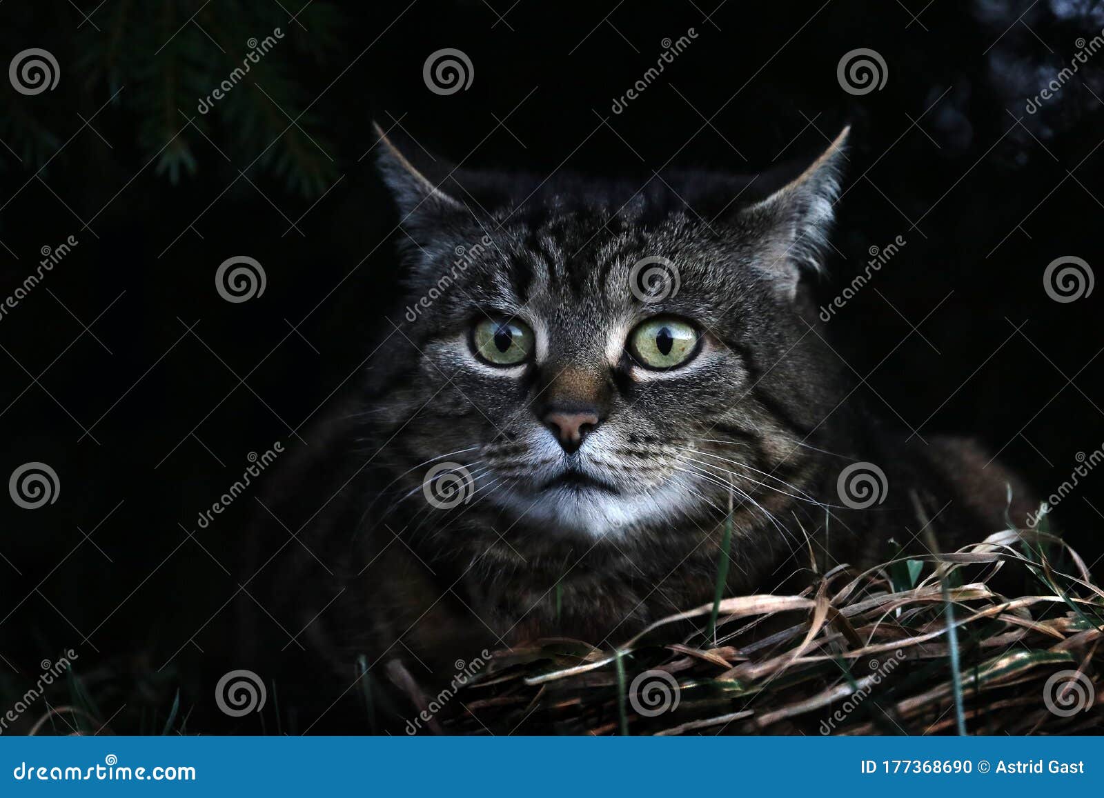 A cat chasing by night stock photo. Image of animal - 177368690