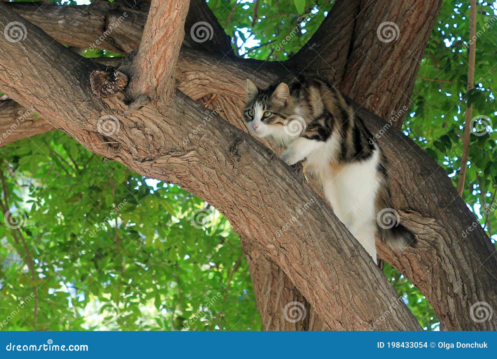 Cat chasing prey on a tree stock photo. Image of space - 198433054