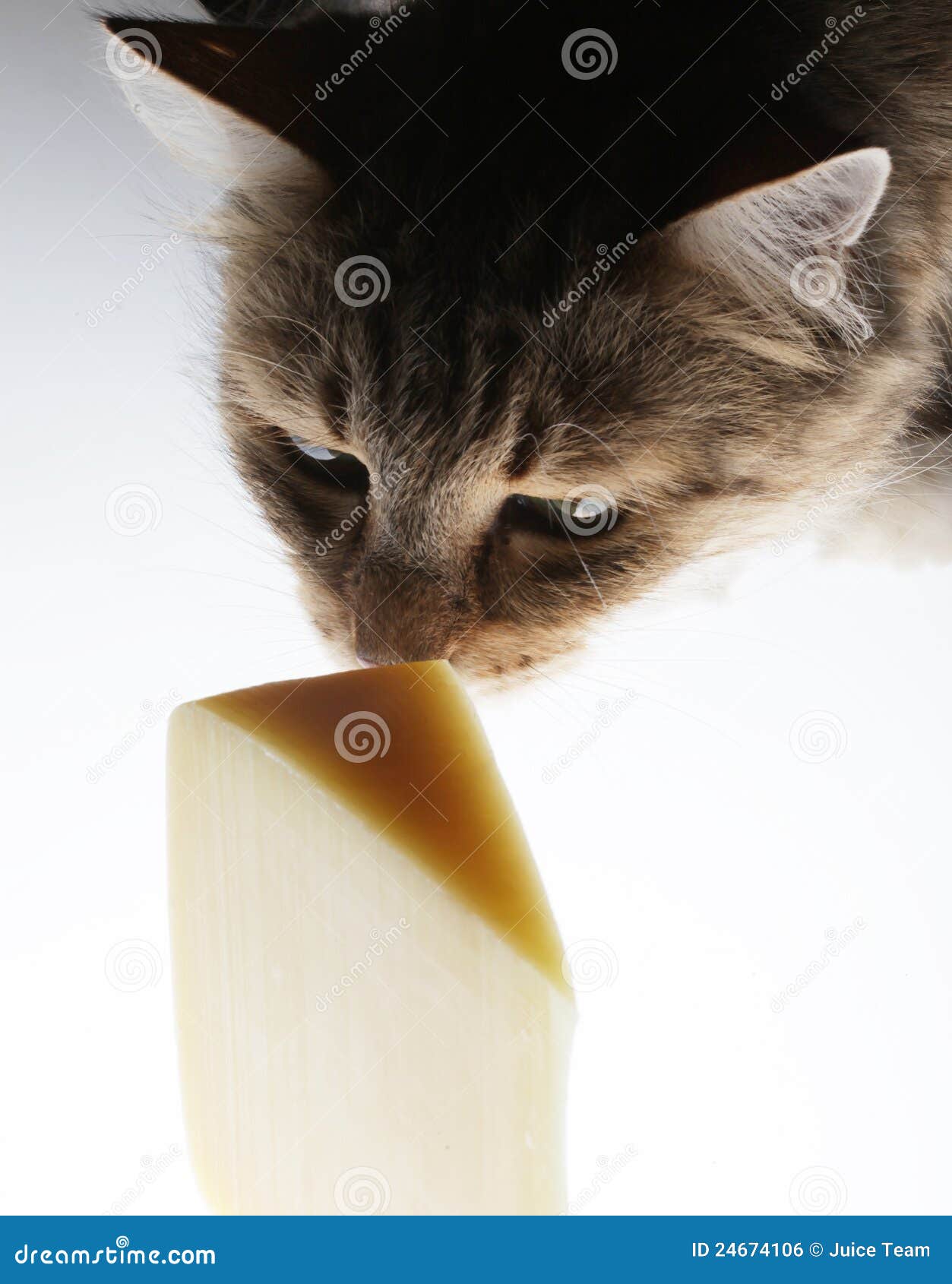 Cat and cheese stock photo. Image of edam, chunk, cheez - 24674106