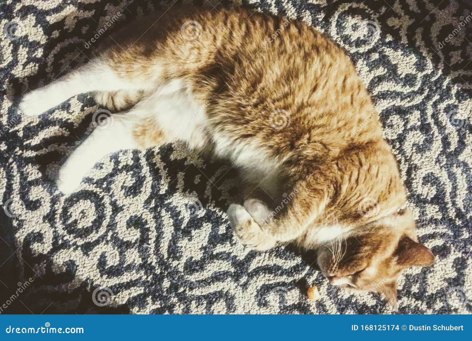 Cat with cheese puff stock photo. Image of orange, puff - 168125174