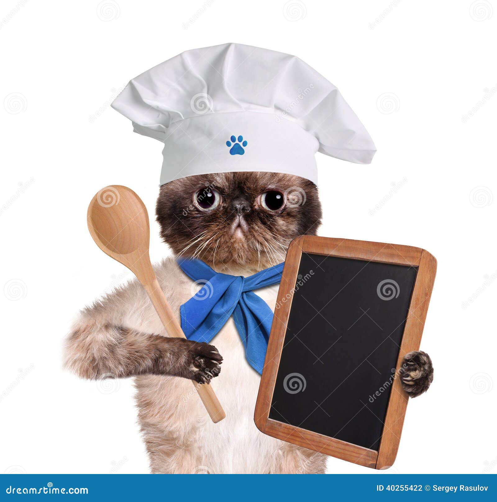 Cat chef. stock photo. Image of kitchen, cook, chef, fork - 40255422