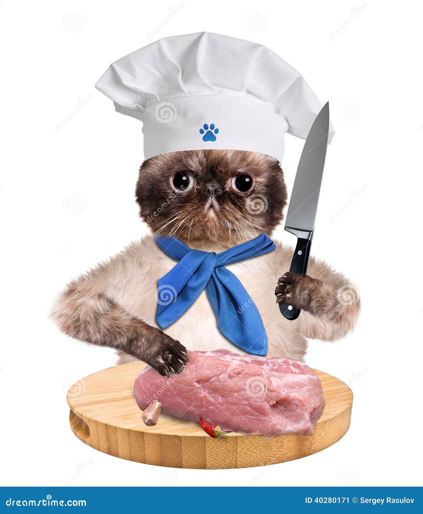 Cat chef stock image. Image of delicious, comical, lick - 40280171