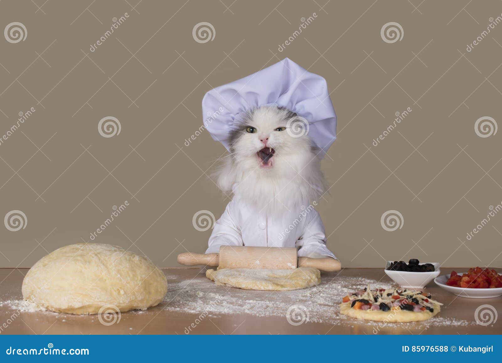 Cat chef preparing a pizza stock photo. Image of italy - 85976588