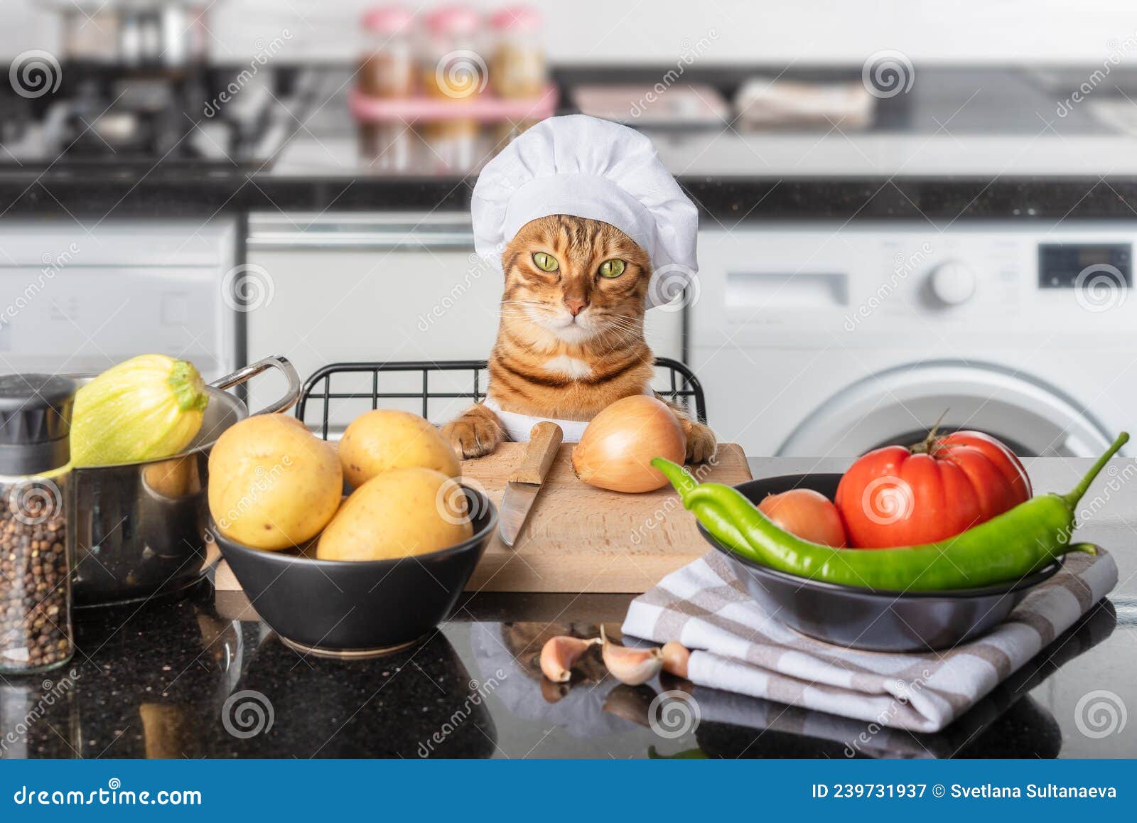 The Cat Chef Sits at the Kitchen Table Stock Image - Image of cook ...