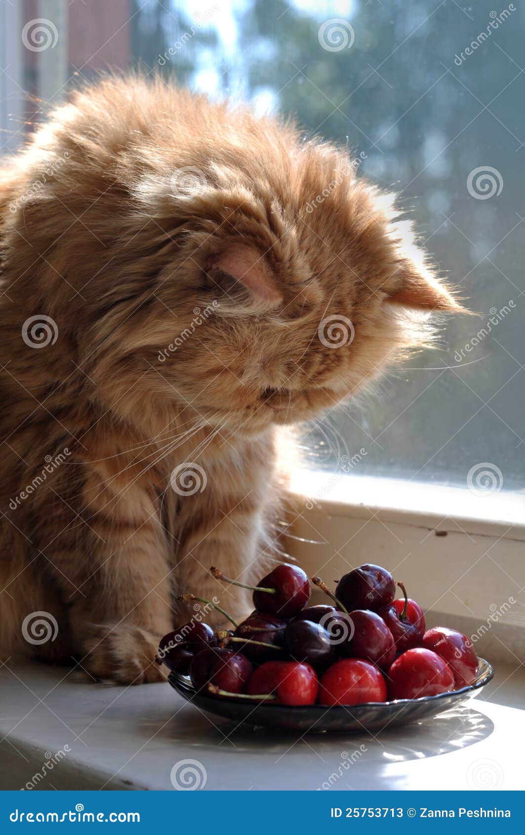 Cat and cherry stock image. Image of etiquette, cherries - 25753713