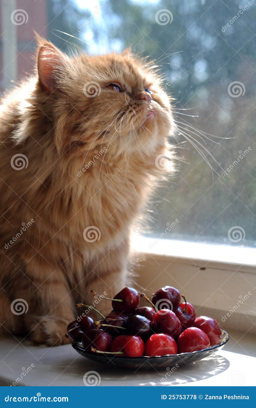 Cat and cherry stock photo. Image of medicinal, vinous - 25753778
