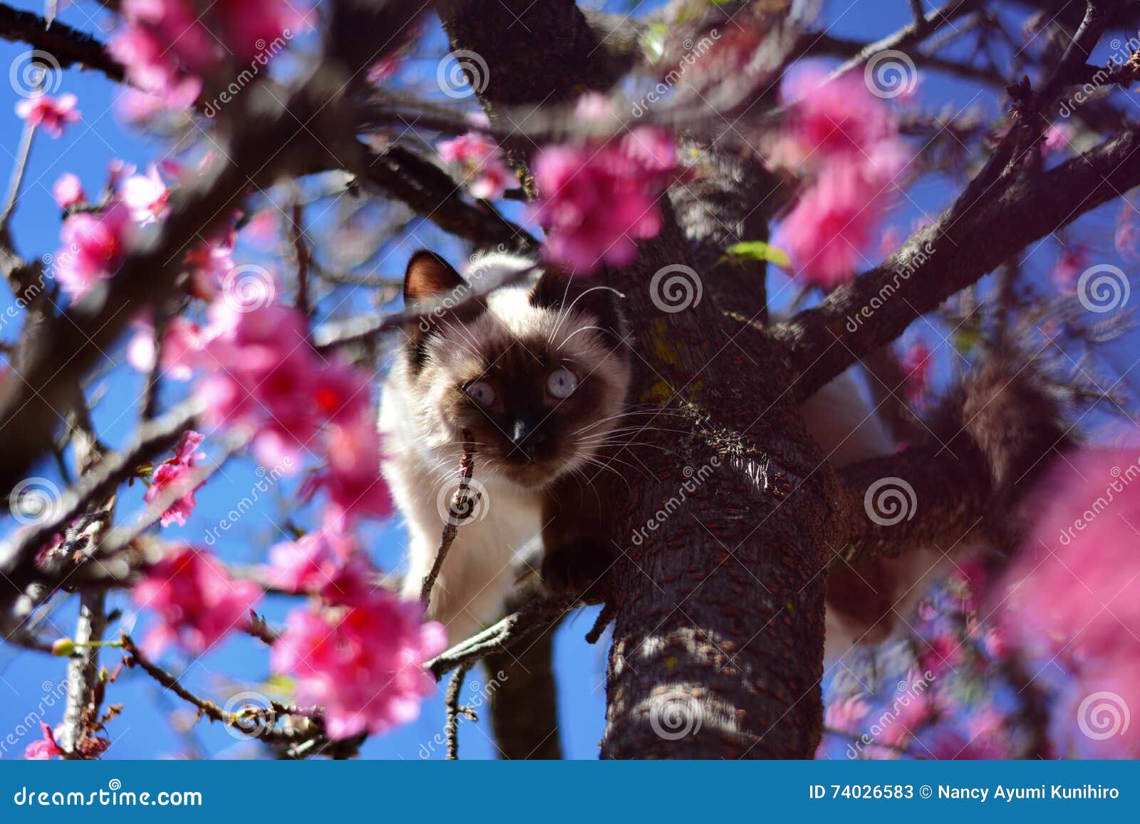 Cat in Cherry Tree stock image. Image of beautiful, exploring - 74026583