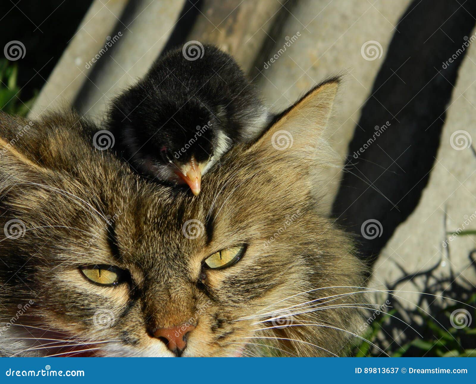 Cat and chick stock image. Image of birds, bird, animals - 89813637