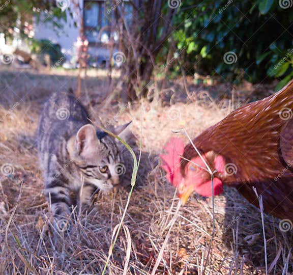 Cat and chicken stock photo. Image of nature, mammal - 192717288