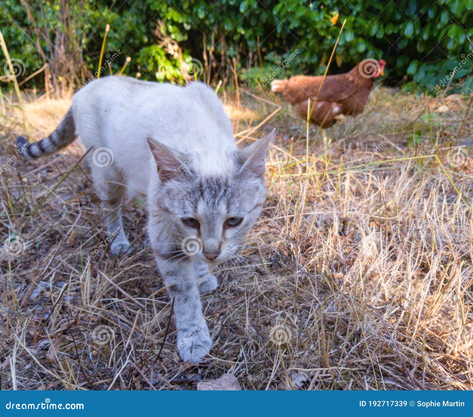 Cat and chicken stock image. Image of whiskers, wildlife - 192717339