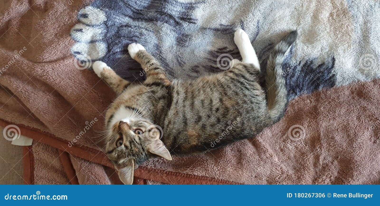 The Cat chill stock photo. Image of mammal, wildcat - 180267306