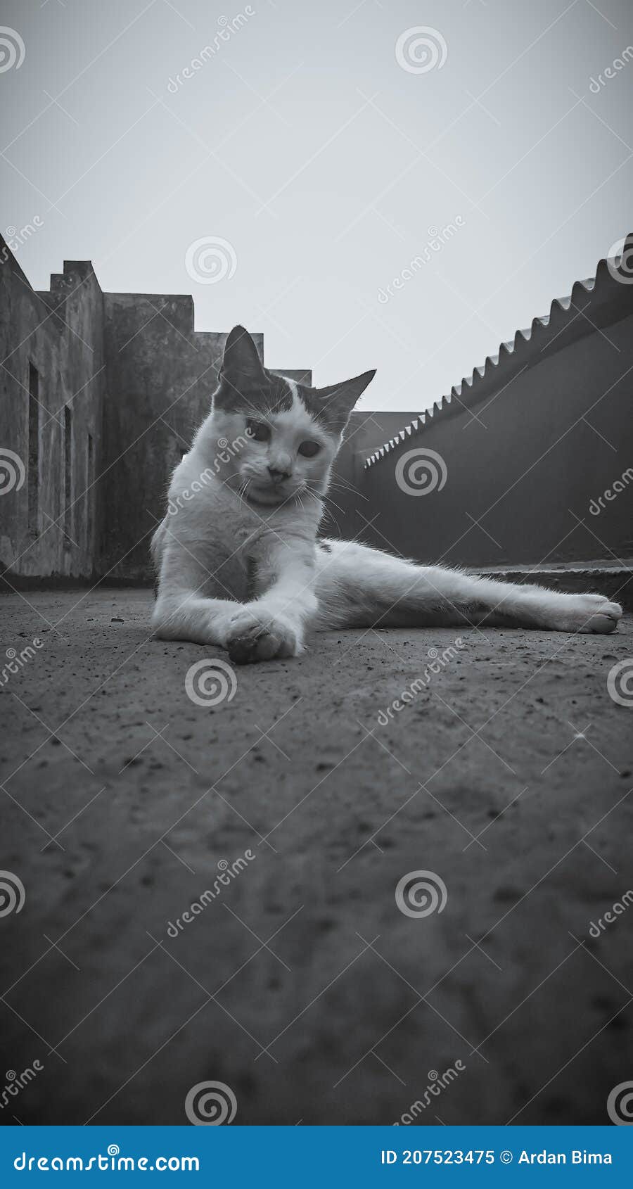 Cat and Chill stock image. Image of catlove, catlovers - 207523475