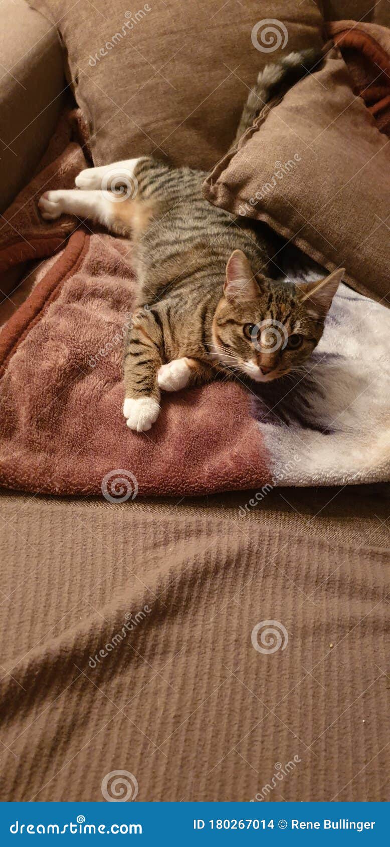 The Cat chill stock photo. Image of carnivore, whiskers - 180267014