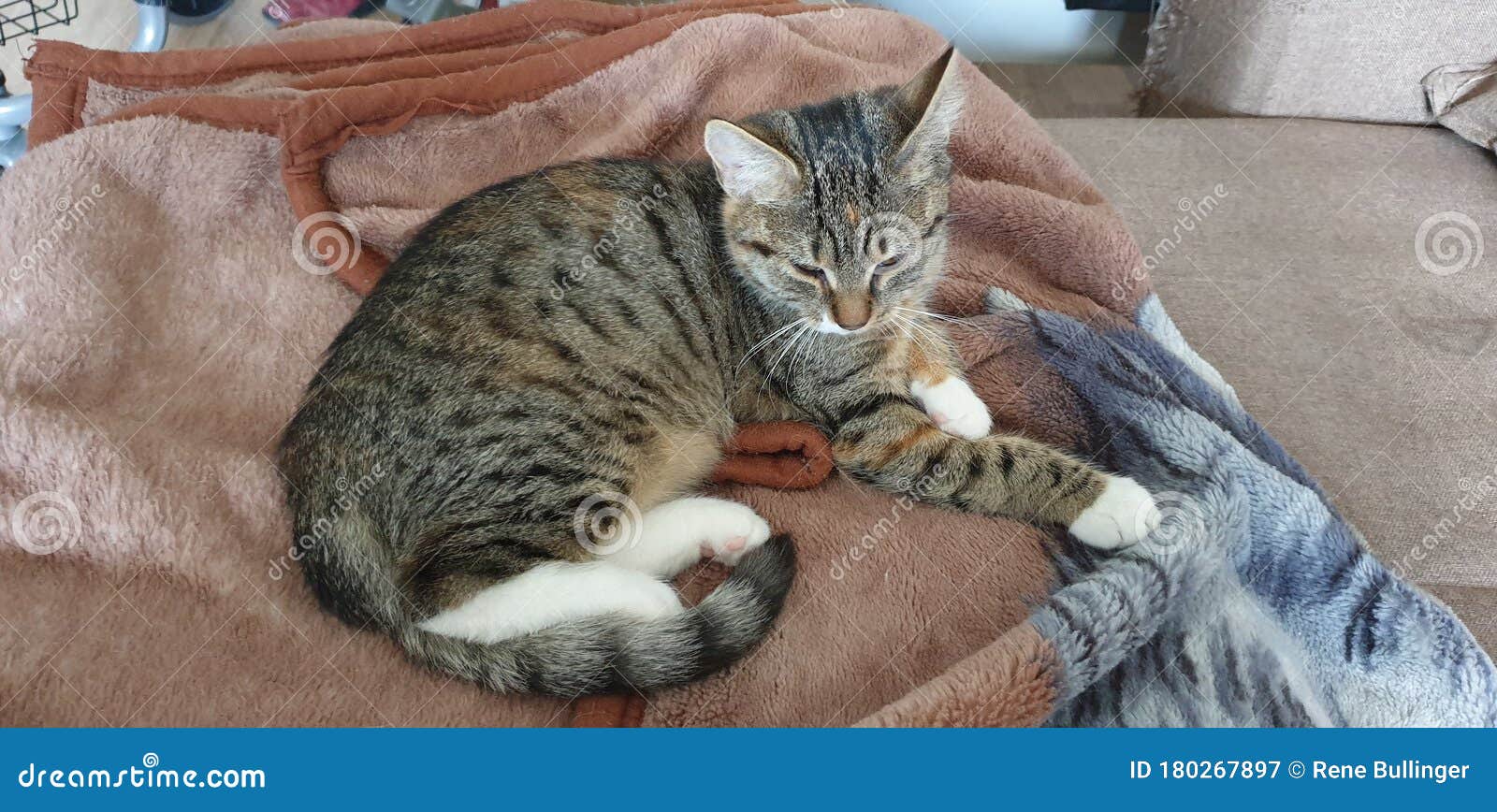 The Cat chill stock image. Image of mammal, snout, chillt - 180267897