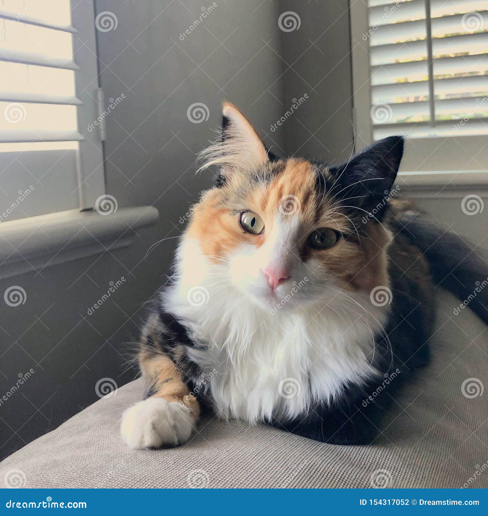 Cat stock photo. Image of chill, fluffy, kitty, cute - 154317052