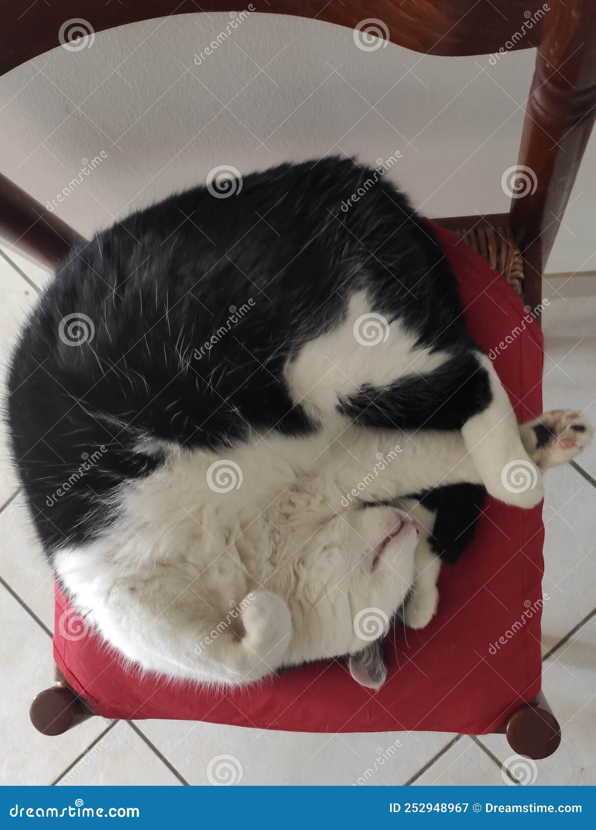 Cat chill sleep stock image. Image of animal, skin, textile - 252948967