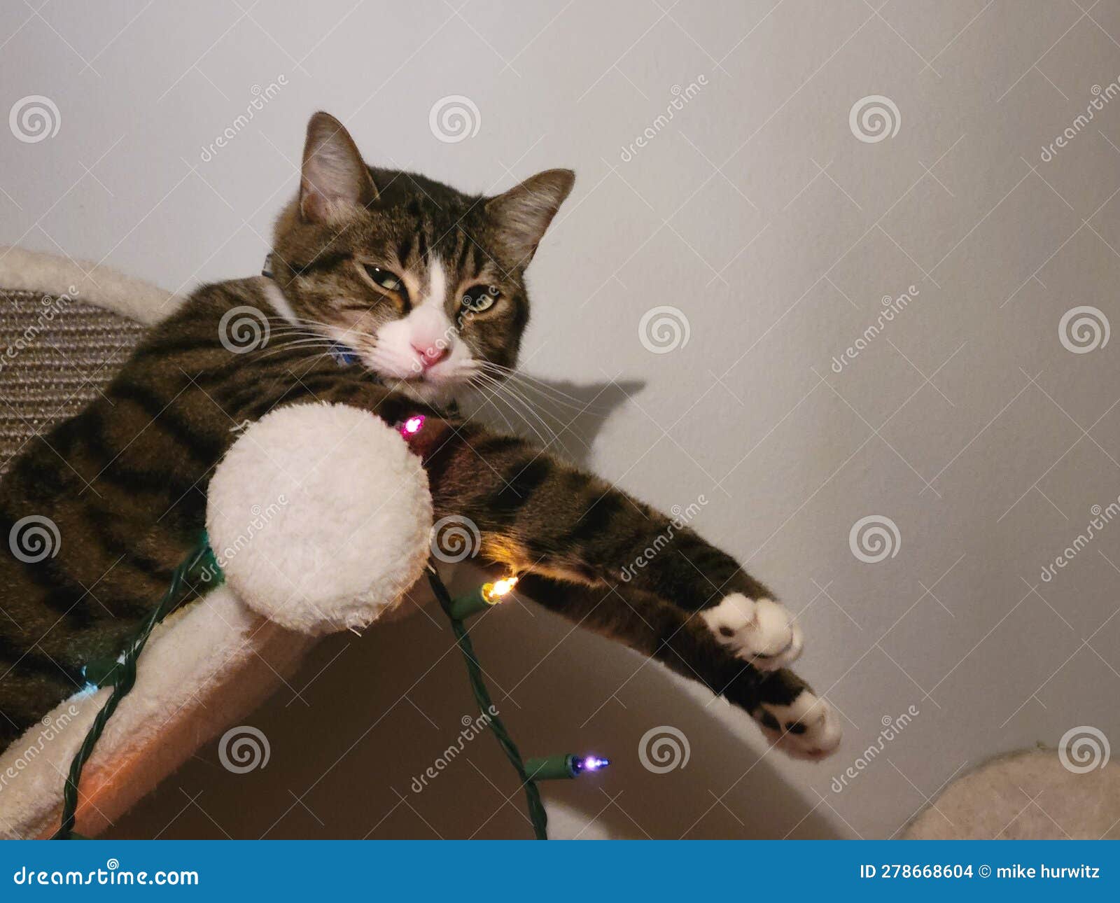 Cat chillin hard stock photo. Image of chillin, kitty - 278668604
